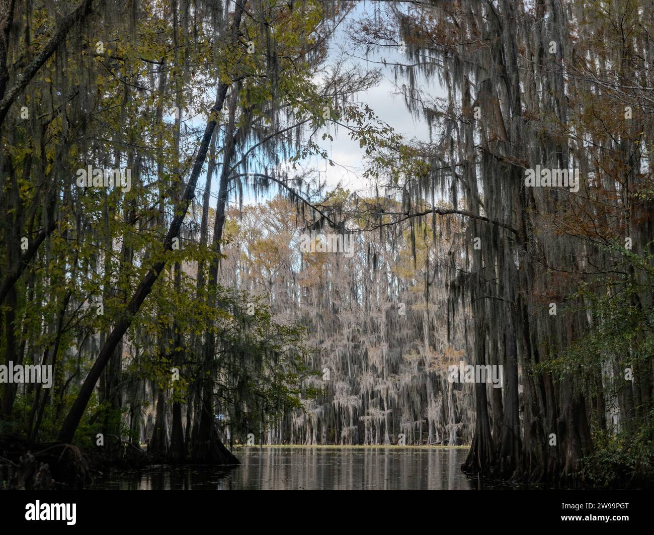 Shady Tunnel Of Bald Cypress Trees And Tupelo Gum Trees In Caddo Lake