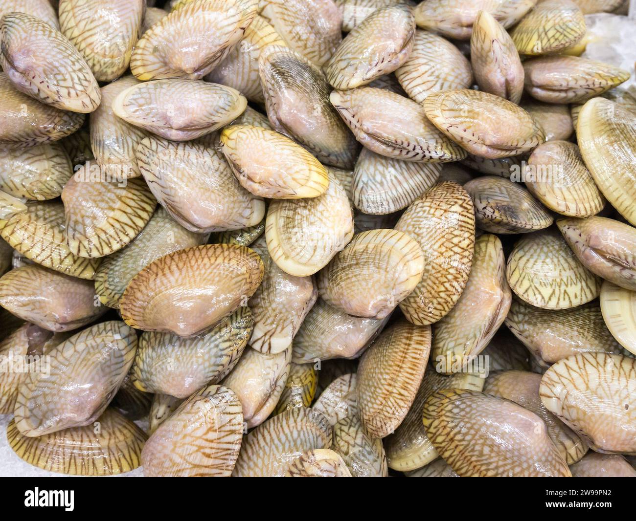 Carpet shell clams hi-res stock photography and images - Alamy