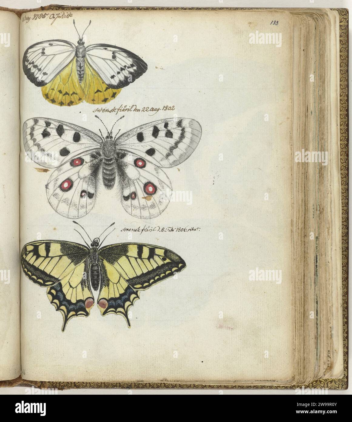 Javanese and Swedish Vlinders, Jan Brandes, 1785 - 1806 drawing Color ...
