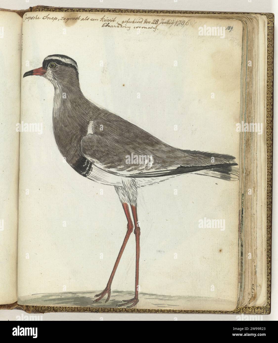Cape Snep, Jan Brandes, 1786 drawing Color drawing of a bird that ...