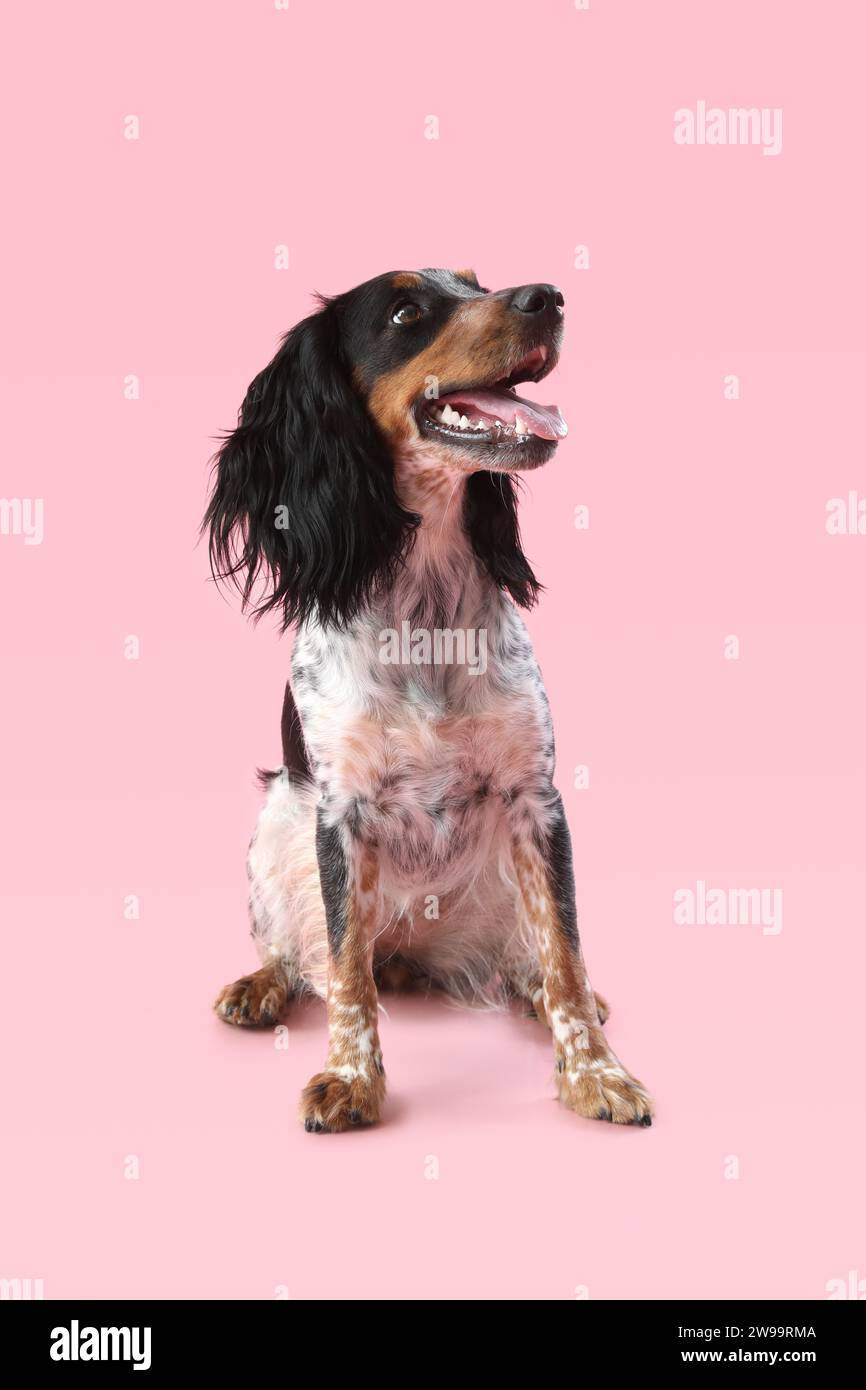 Cute cocker spaniel dog sitting on pink background Stock Photo - Alamy
