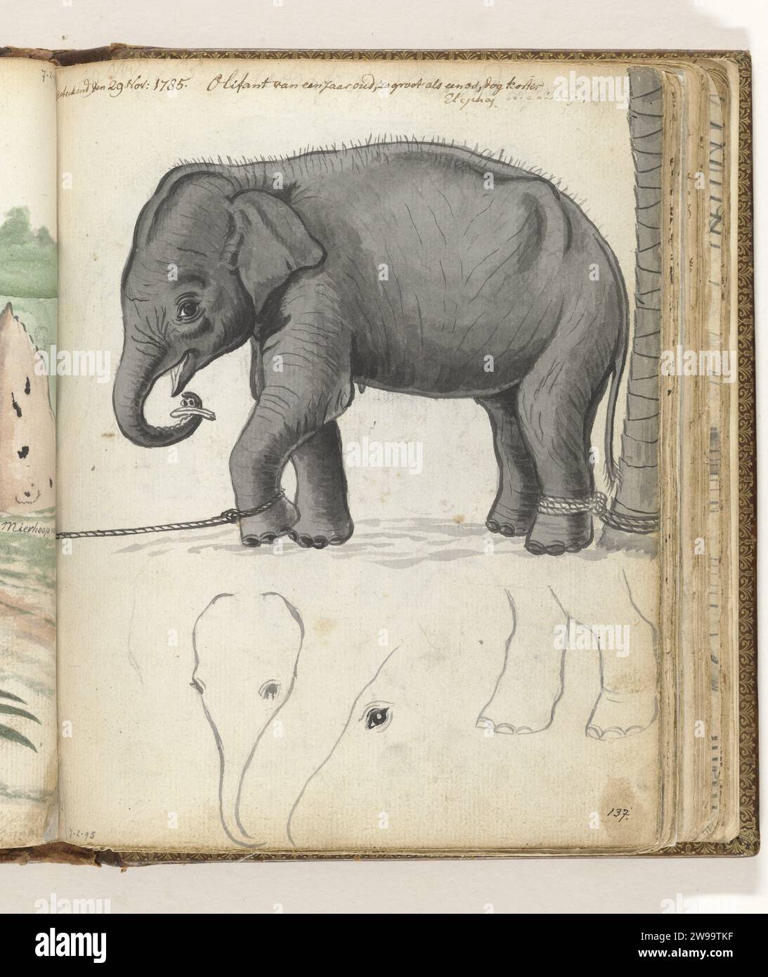 Young Elephant on Boom, Jan Brandes, 1785 drawing Black -white drawing ...
