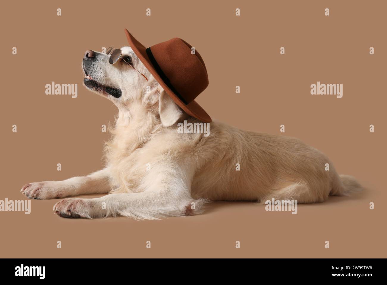 Golden retriever dog dressed in hi-res stock photography and images - Alamy