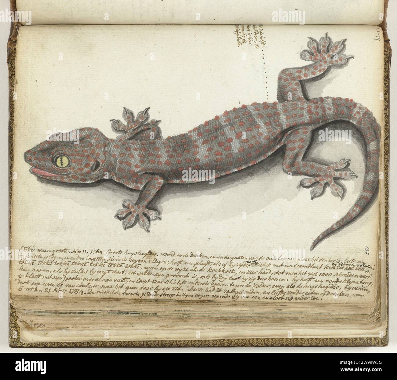 Tokeh, Jan Brandes, 1784 drawing Color drawing of a Javanese tokeh or ...