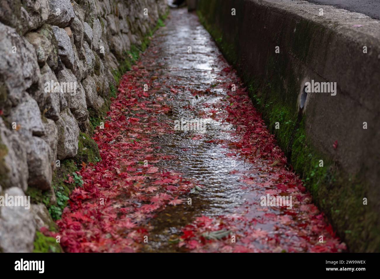 Piled up red leaves in the narrow gutter in autumn Stock Photo - Alamy