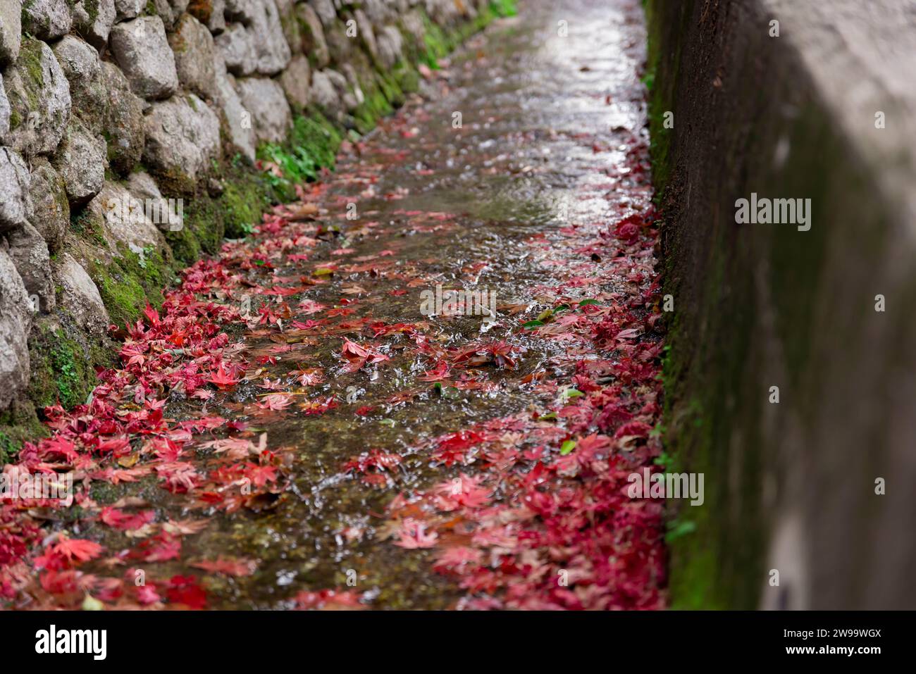 Piled up red leaves in the narrow gutter in autumn Stock Photo - Alamy