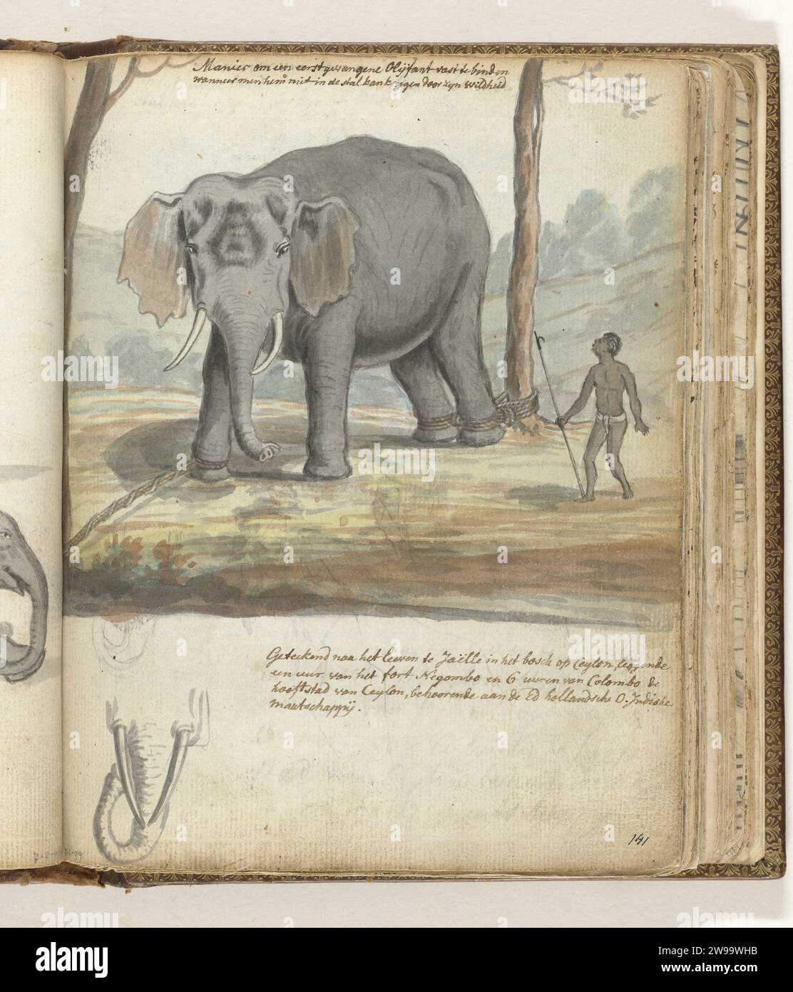Wild elephant bound between trees, Jan Brandes, 1785 drawing Color ...