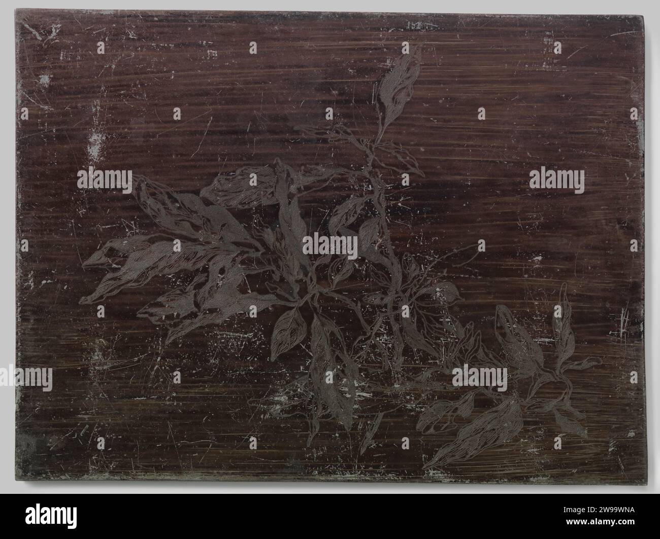 Magnoliatak, 1870 - 1923 zinc etching Stock Photo - Alamy