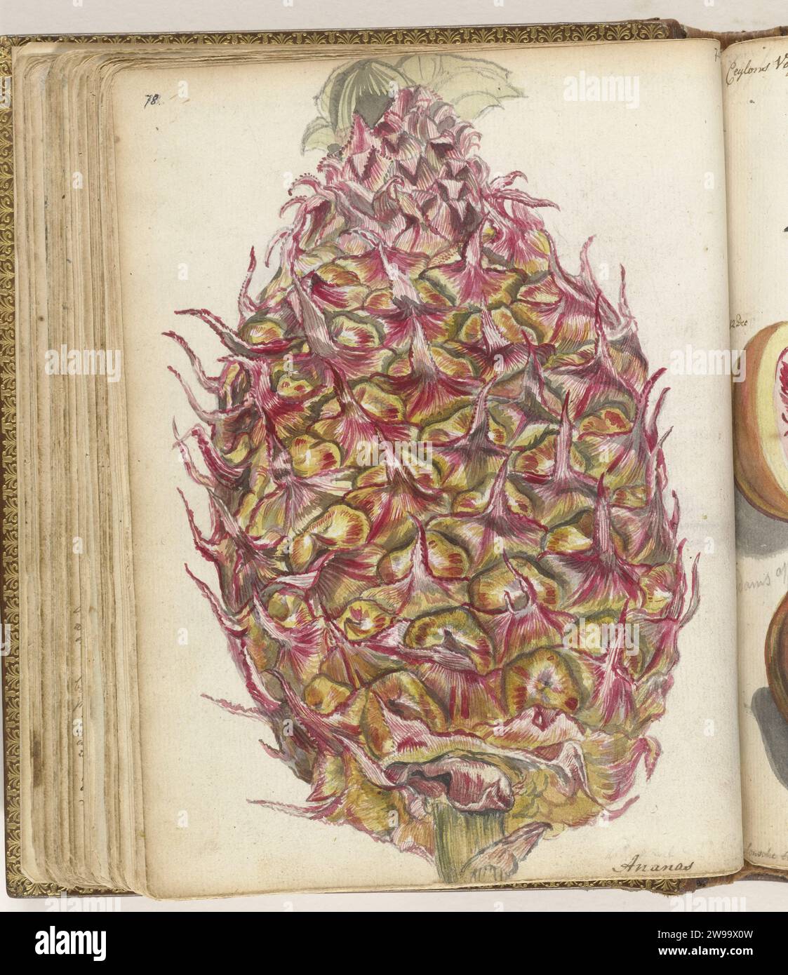 Pineapple, Jan Brandes, 1785 drawing Color drawing of a pineapple. See ...
