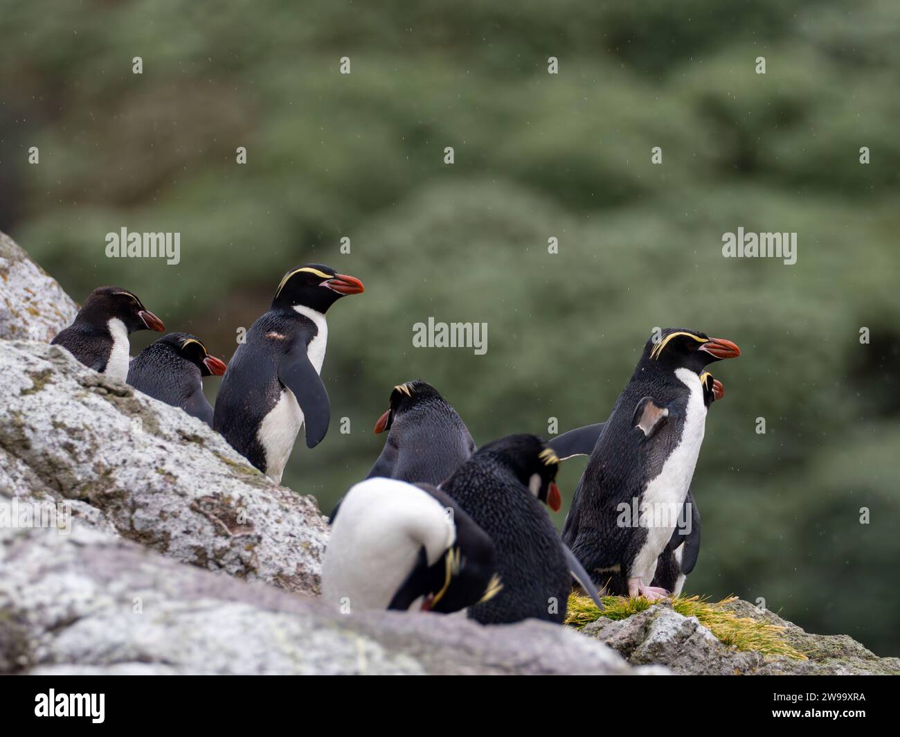 Snares Penguin, Eudyptes robustus, an endemic penguin breeding on ...