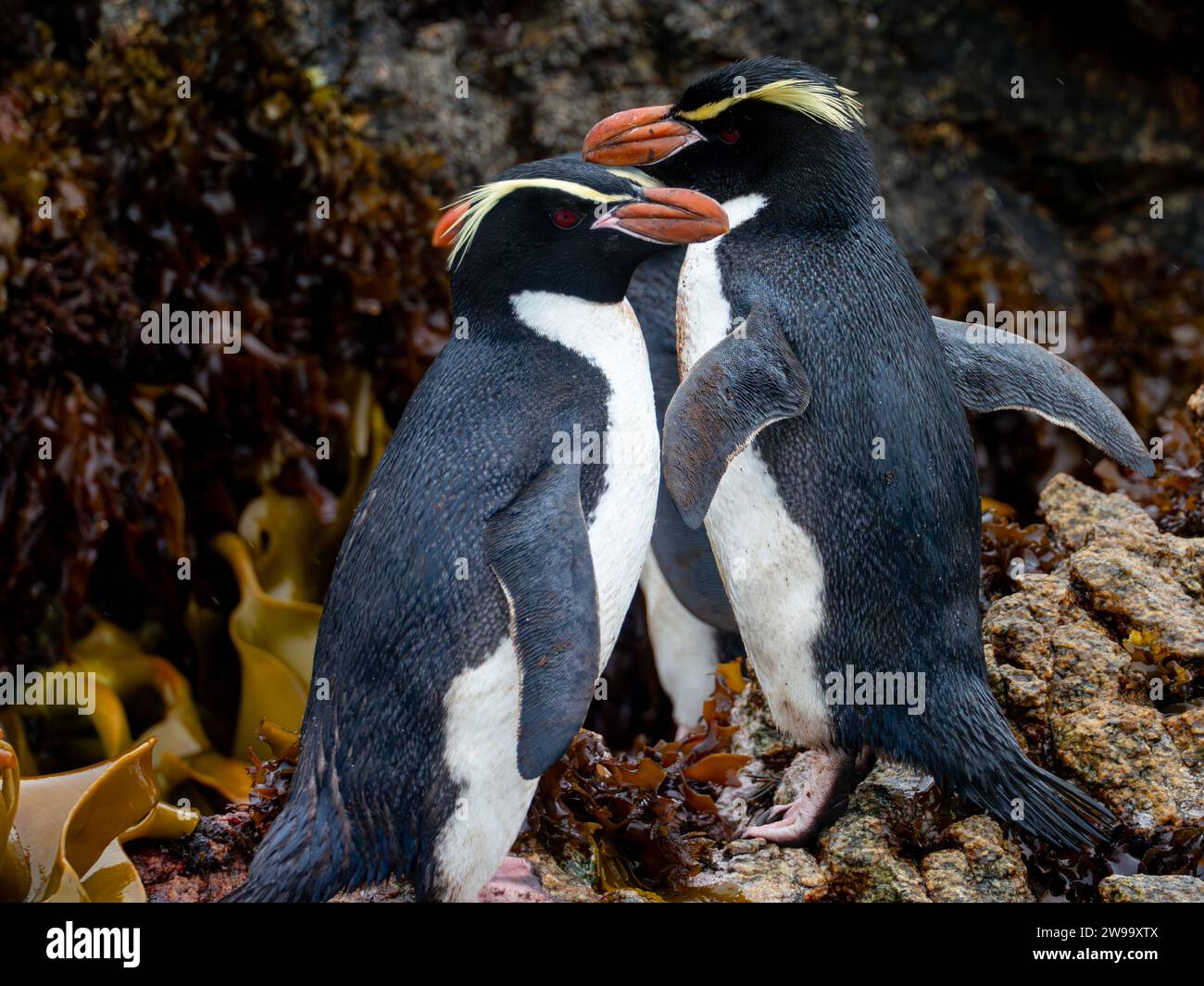 Snares Penguin, Eudyptes robustus, an endemic penguin breeding on ...