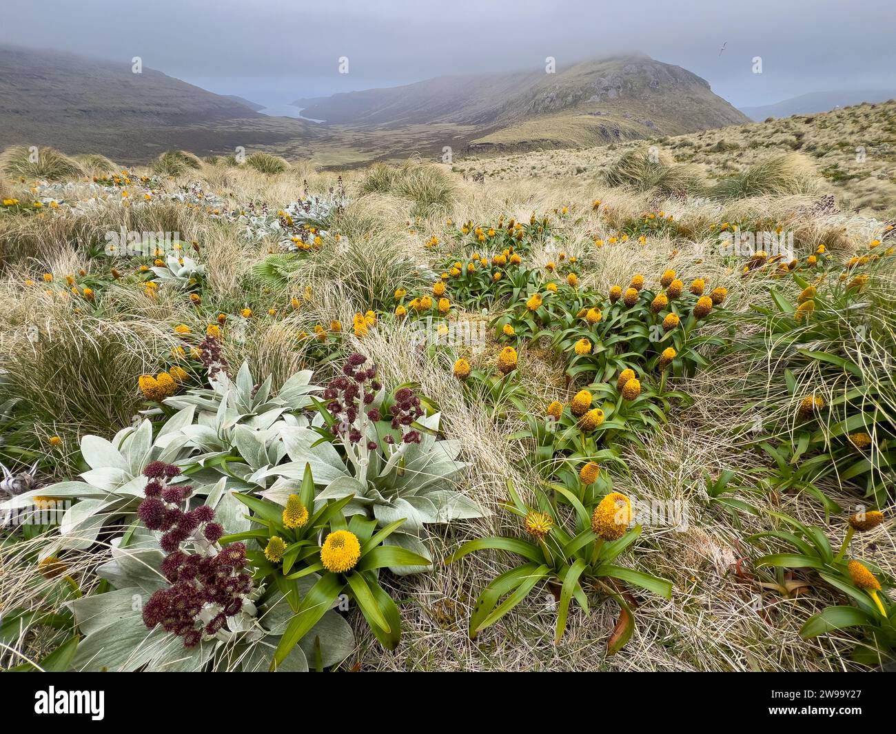 Hiking with megaherb flowers on Campbell Island, New Zealand ...