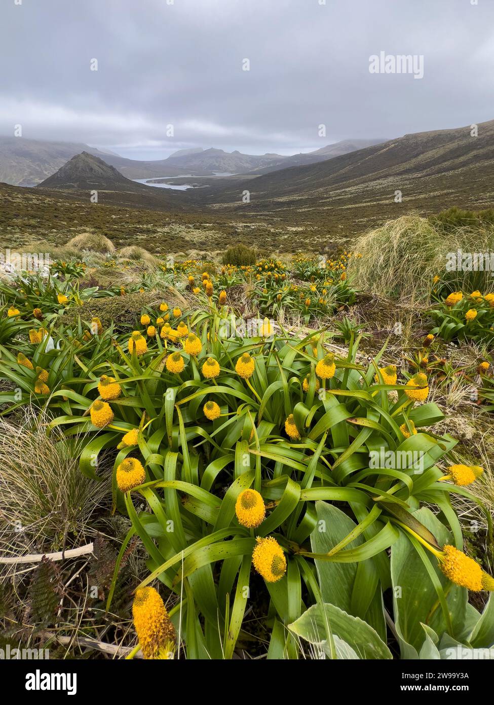 Hiking with megaherb flowers on Campbell Island, New Zealand ...
