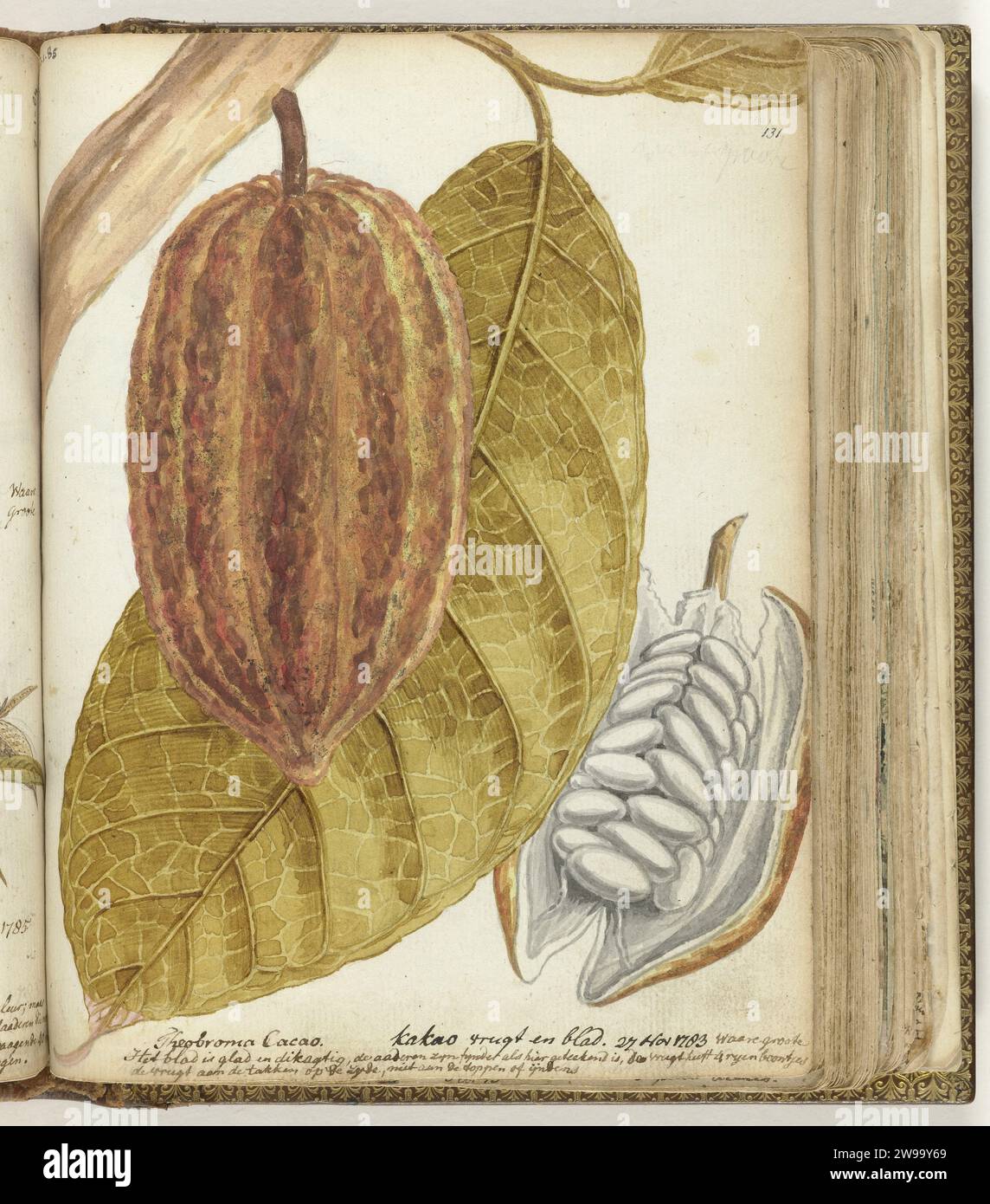 Cocoa, Jan Brandes, 1783 drawing Color drawing of the cocoa fruit, leaf ...