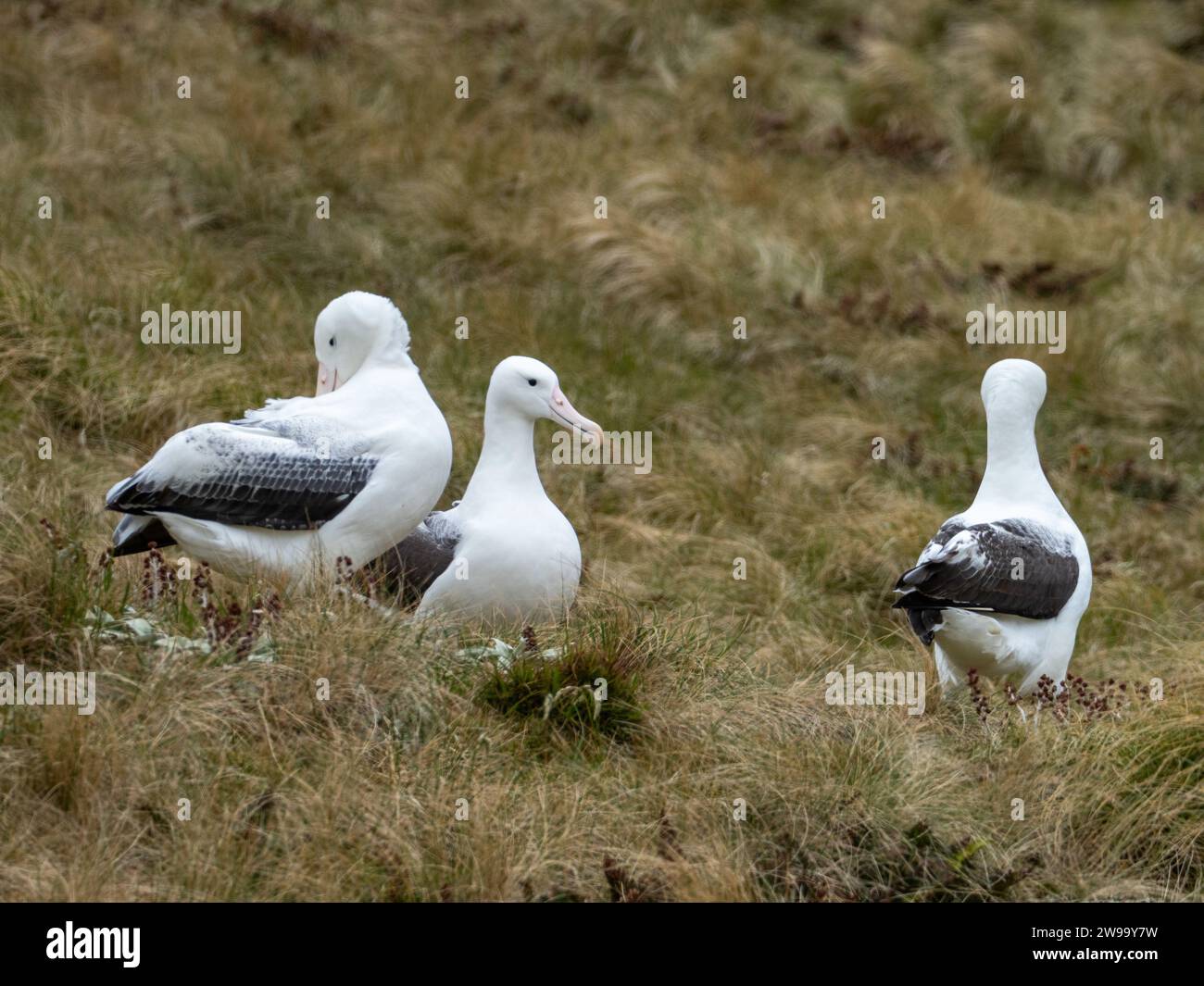 Southern royal albatross, Diomedea epomophora, nesting on Col Lyall ...