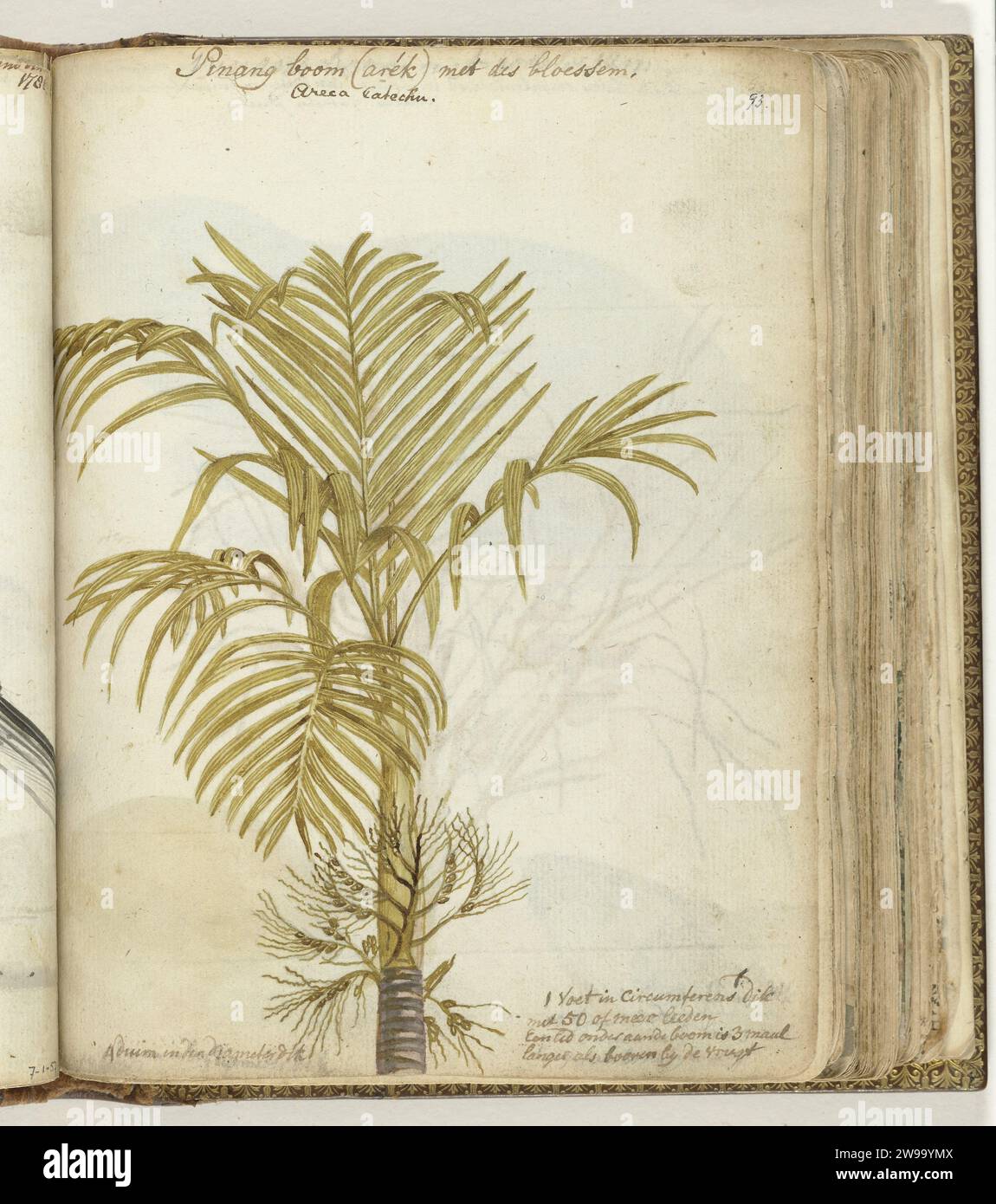 Pinangboom, Jan Brandes, 1785 - 1786 drawing Color drawing of a pinang ...