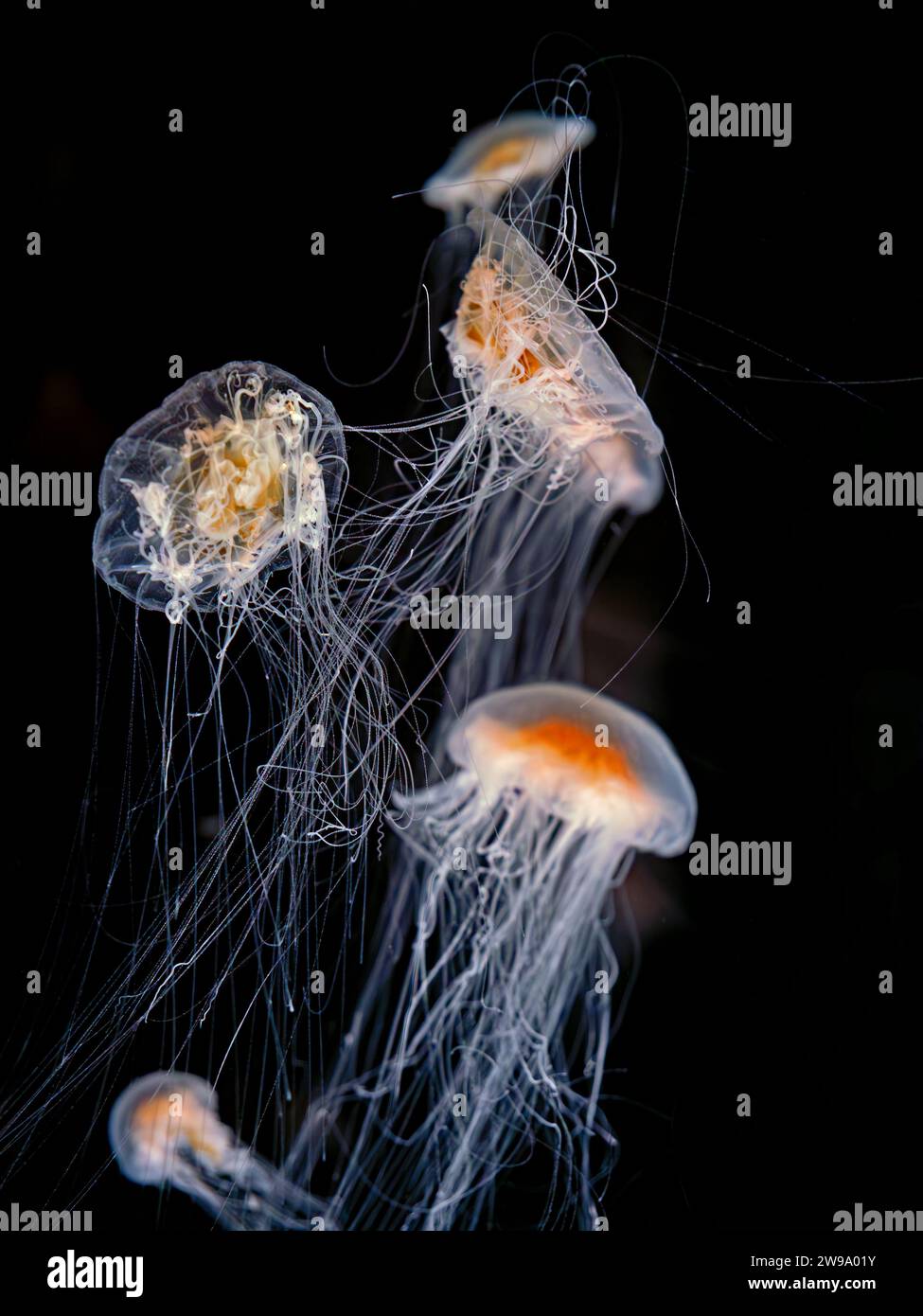 lion's mane jellyfish Stock Photo - Alamy