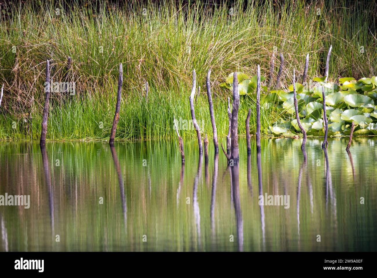 Pastoral ponds hi-res stock photography and images - Alamy