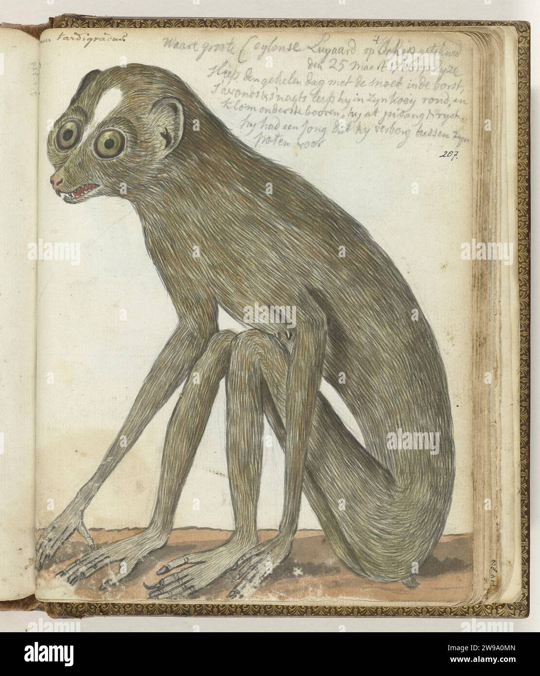 Ceylonse LUIARD, Jan Brandes, 1786 drawing Color drawing of a sloth ...