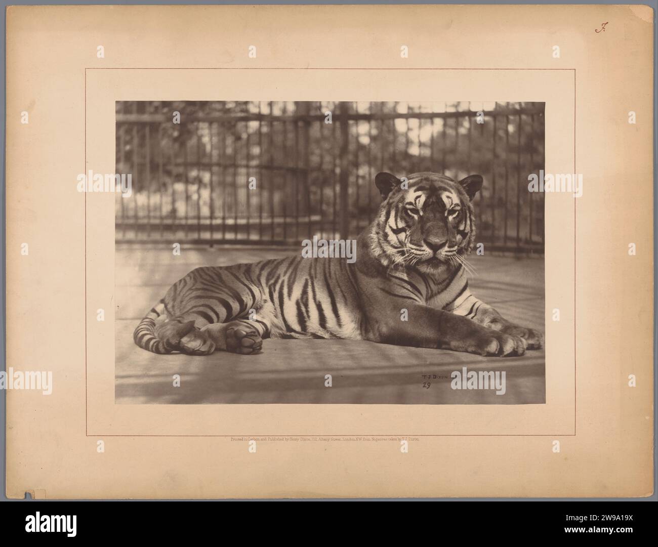Tiger in a zoo, c. 1880 photograph London cardboard. photographic ...