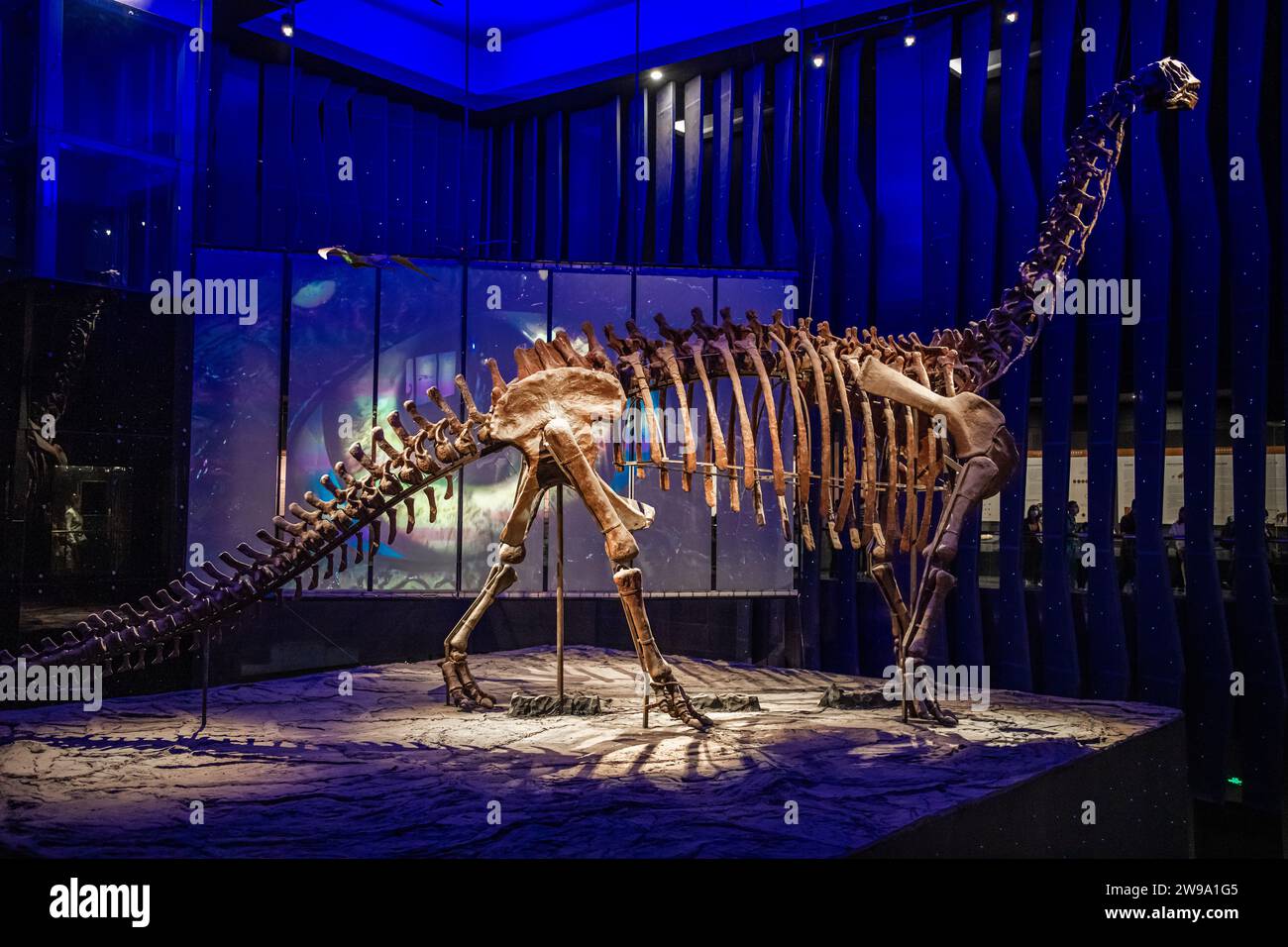 Dinosaur skeleton in dramatic light in the museum of the Natural ...