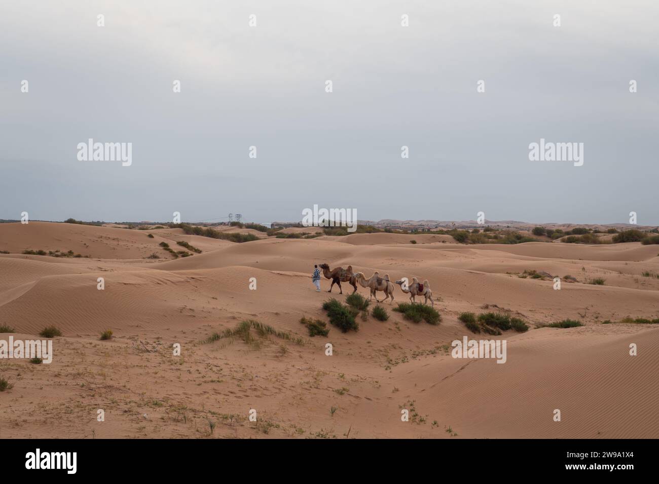 Caravan of camels. Kubuqi desert, Xiangshawan Resort, Inner Mongolia ...