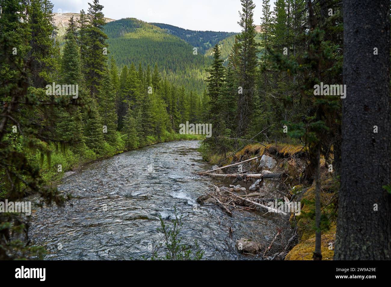 A clear mountain river flows through a coniferous forest in the Alberta ...