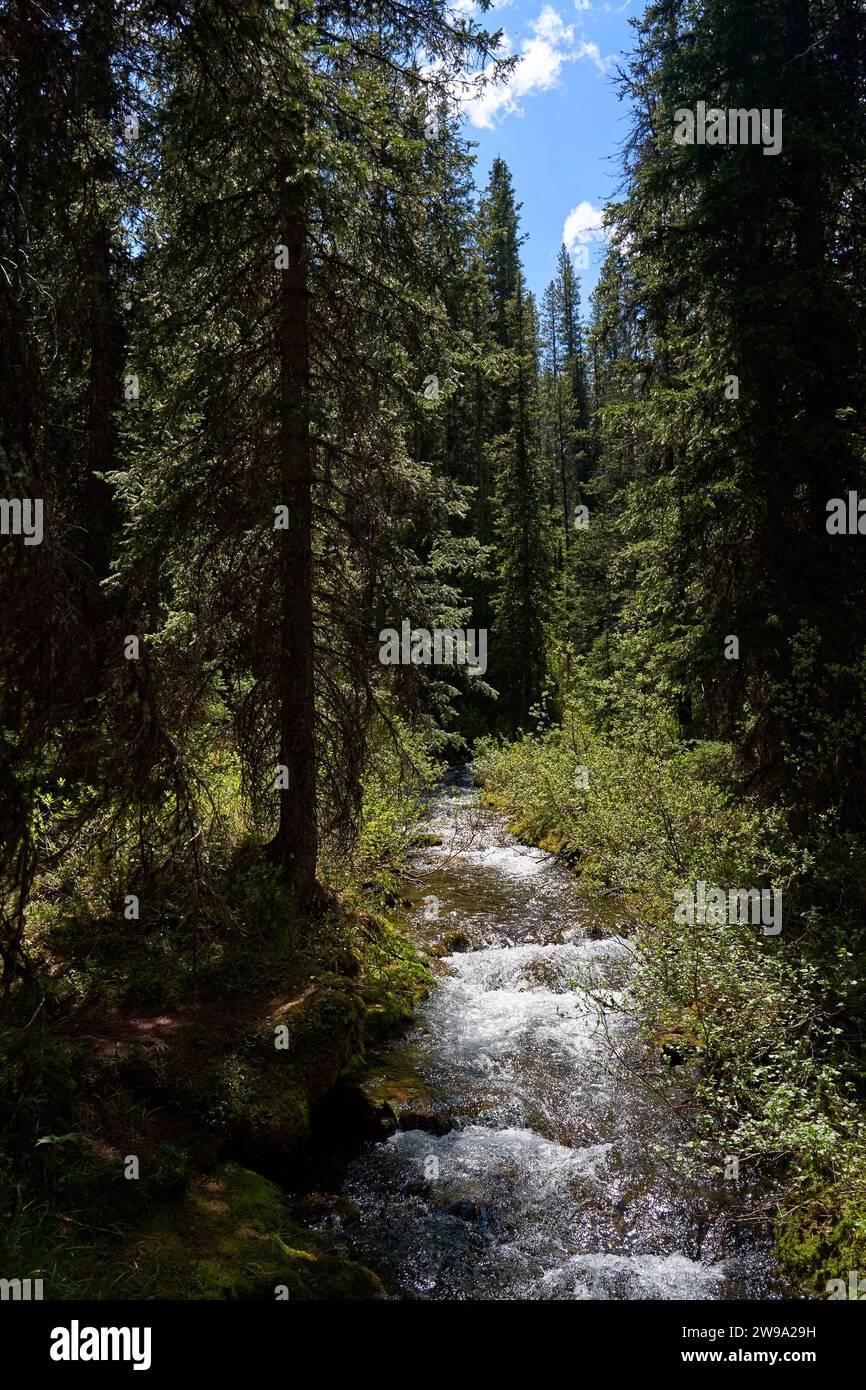 A clear mountain river flows through a coniferous forest in the Alberta ...
