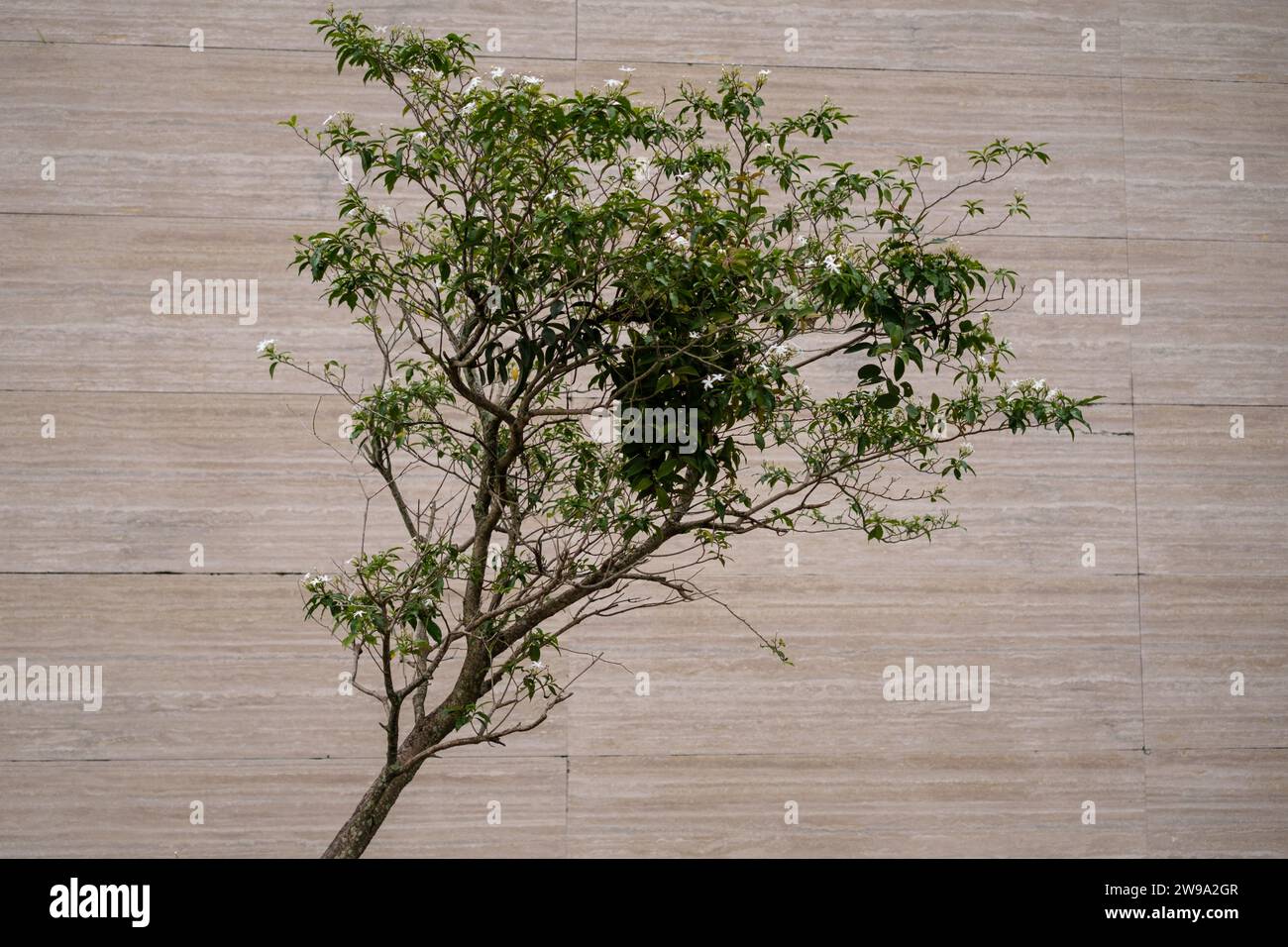 Botany tree hi-res stock photography and images - Alamy