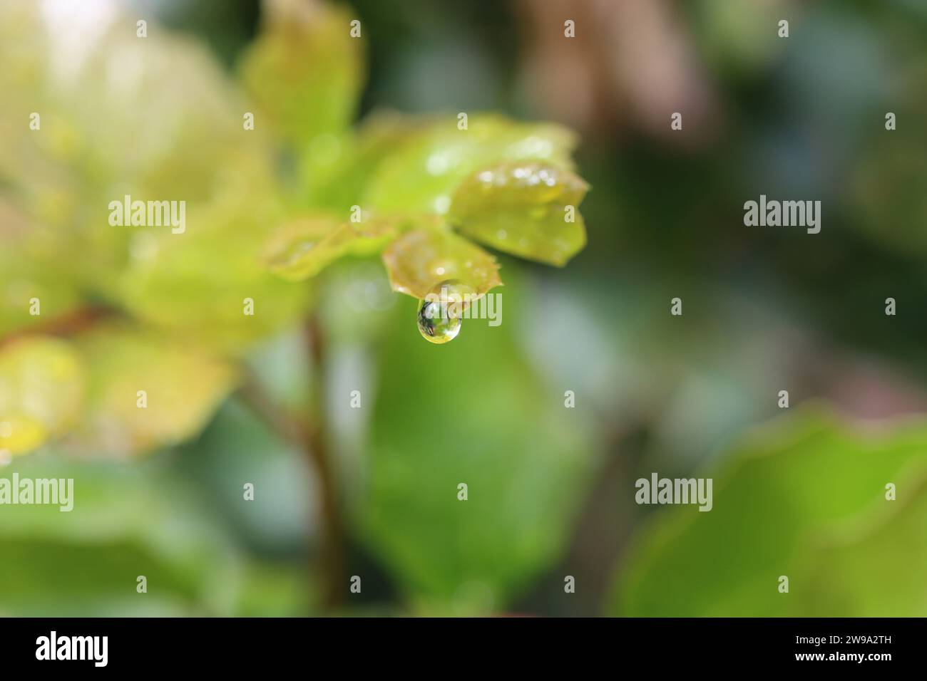 Drop water from leaf hi-res stock photography and images - Alamy