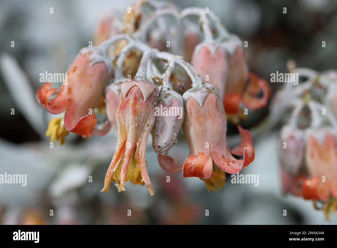 Dessicated flowers hi-res stock photography and images - Alamy
