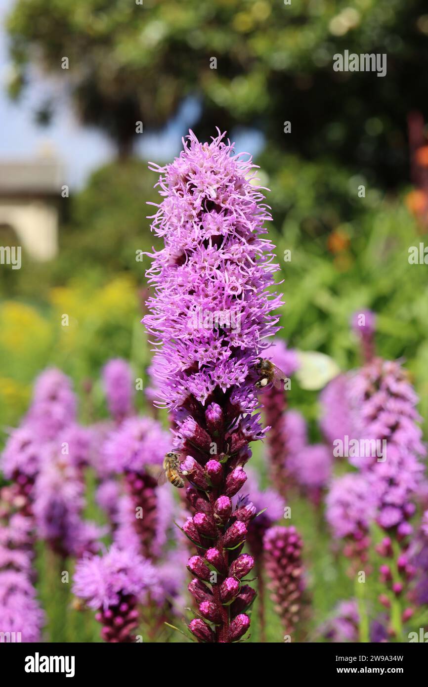 Foraging insects hi-res stock photography and images - Alamy