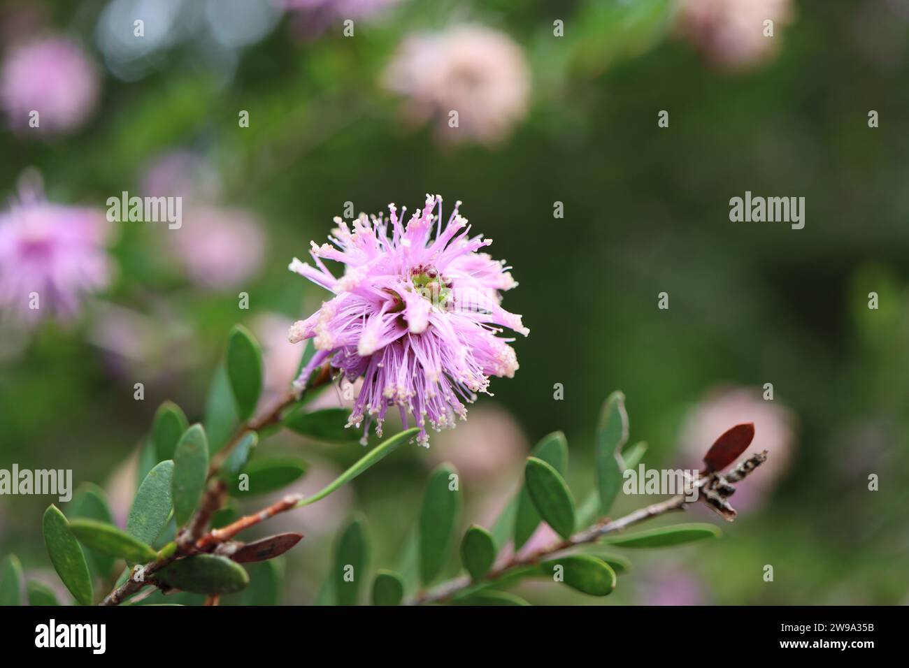 Summer flower, Melbourne Royal Botanic Gardens Stock Photo - Alamy