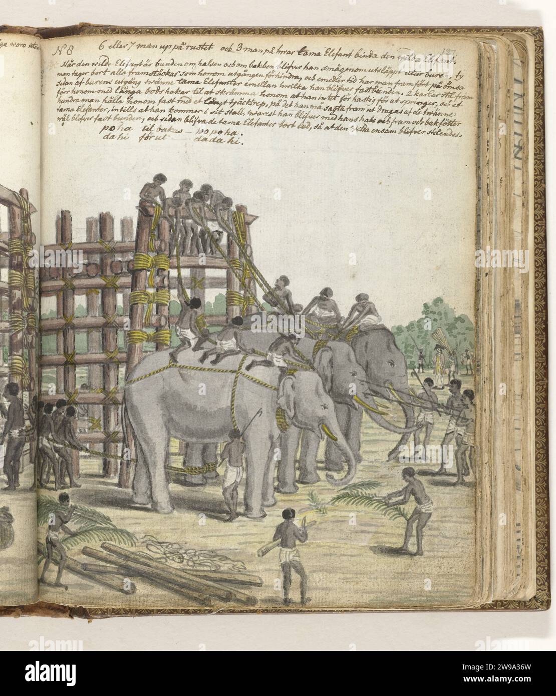 A Bound Elephant being led from the Last Section of the trap, the ...