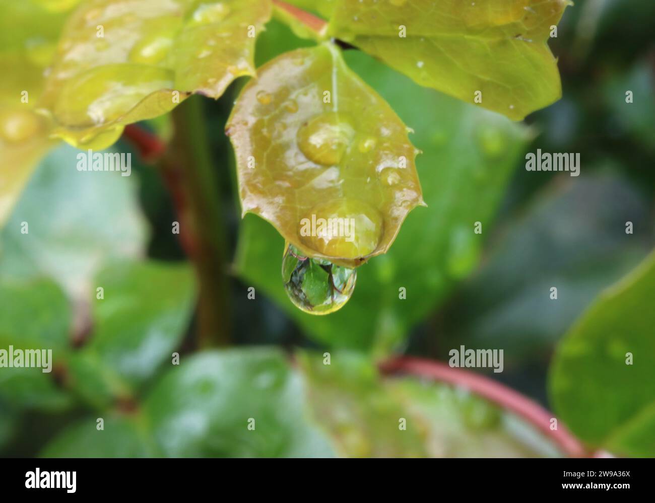 Water droplets on leaf Stock Photo - Alamy