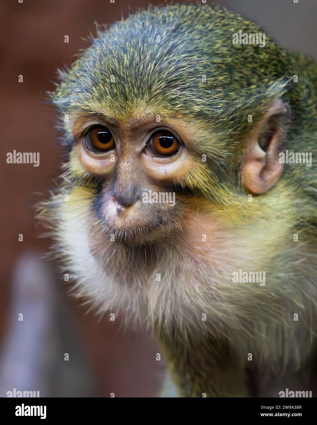 Southern talapoin monkey hi-res stock photography and images - Alamy