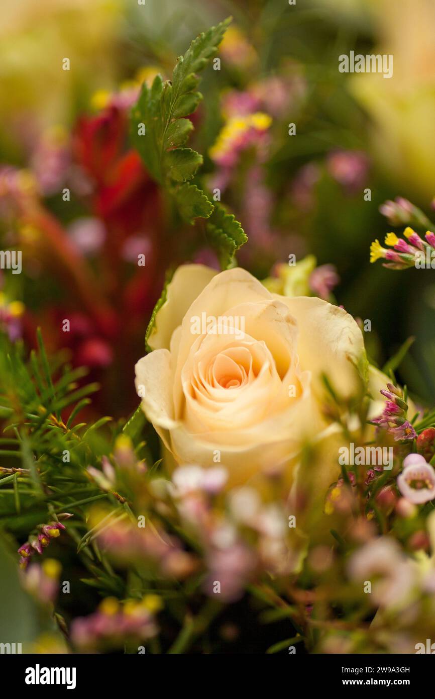 This image captures the serene beauty of a solitary cream-colored rose ...