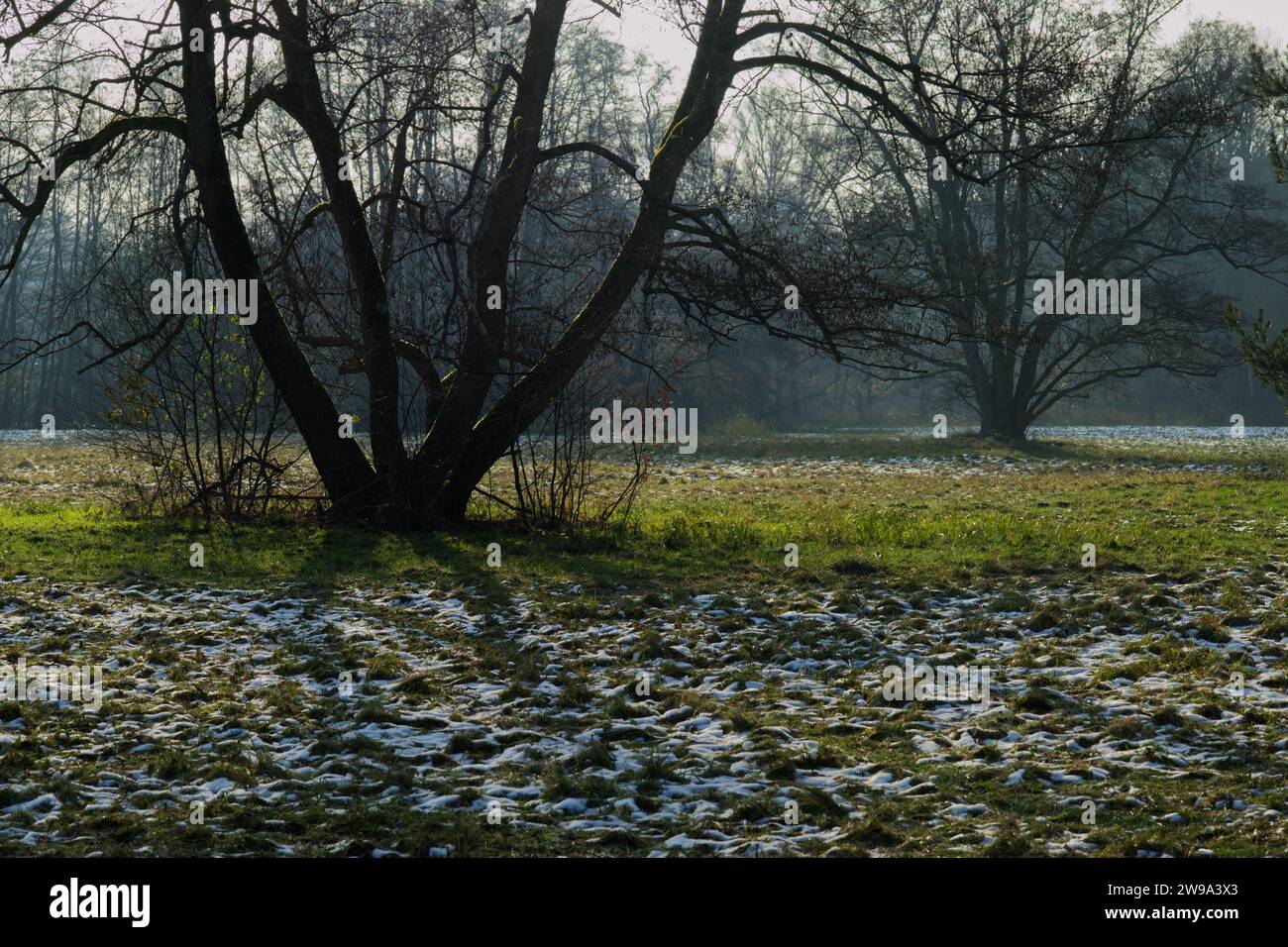winter scenery of two trees in a diagonal perspective at a meadow ...
