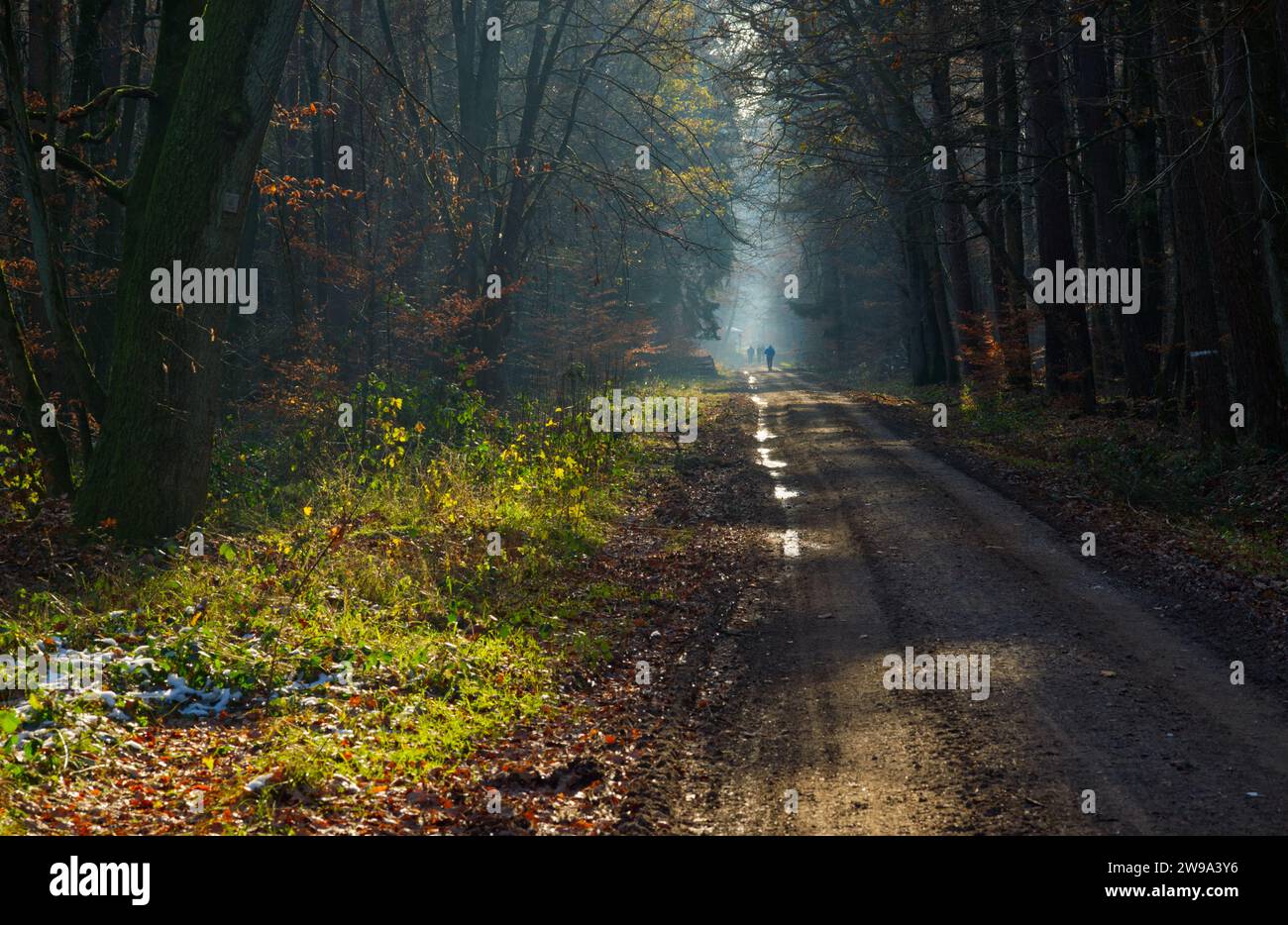 Sunny winter scenery of a long stretched forest path with some small ...