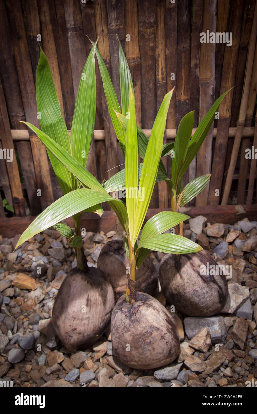 Top view, clusters of coconut shoots growing on a bamboo fence in the ...