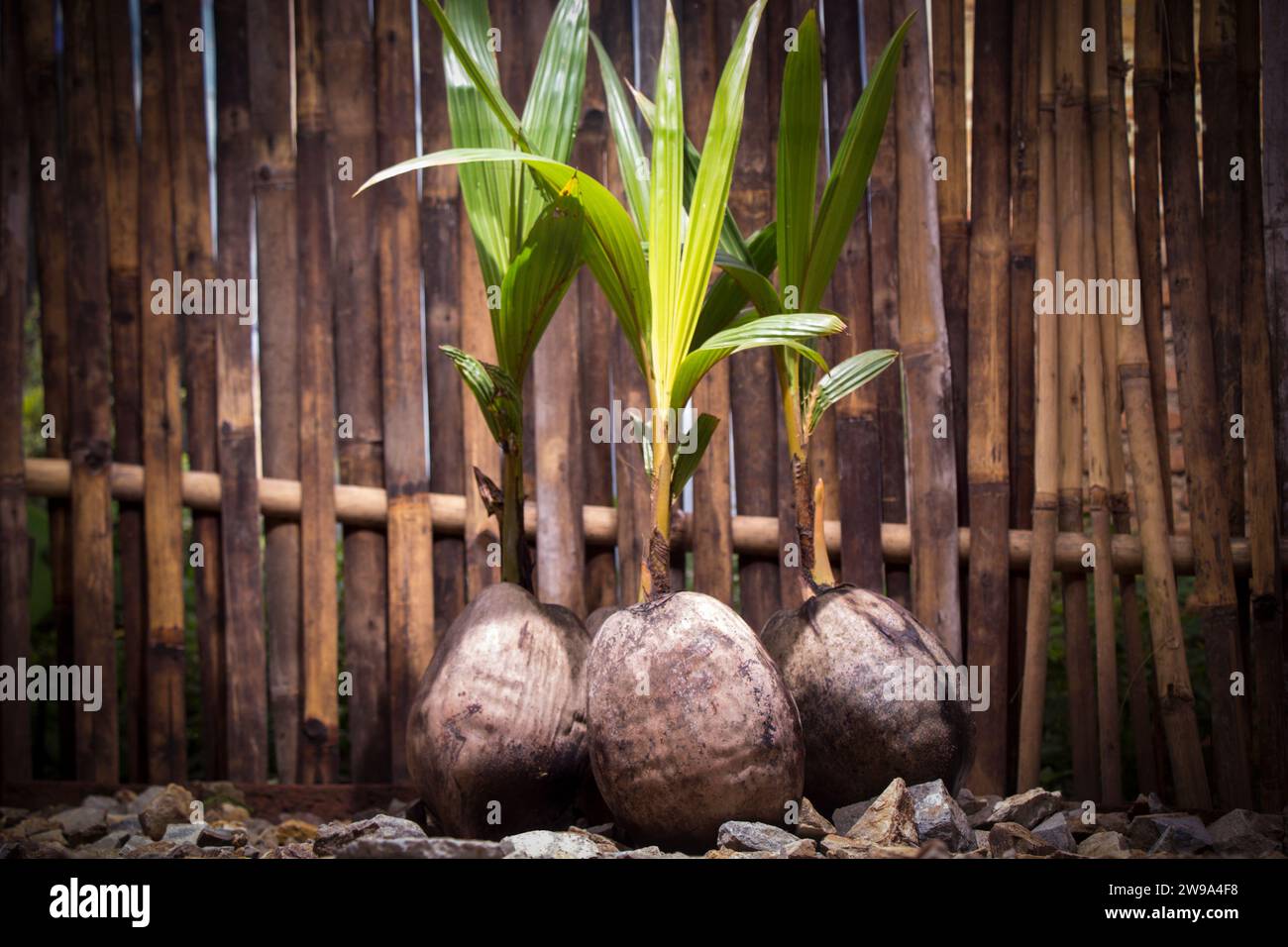Bamboo clusters hi-res stock photography and images - Alamy