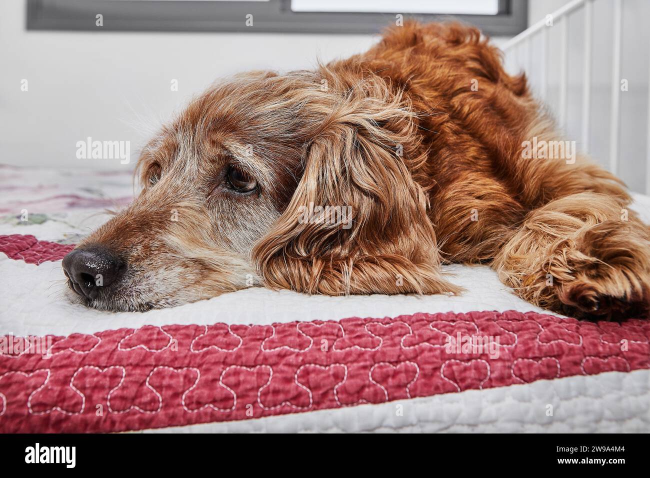 A cute red Cocker Spaniel dog with a forlorn expression lying on a cozy ...