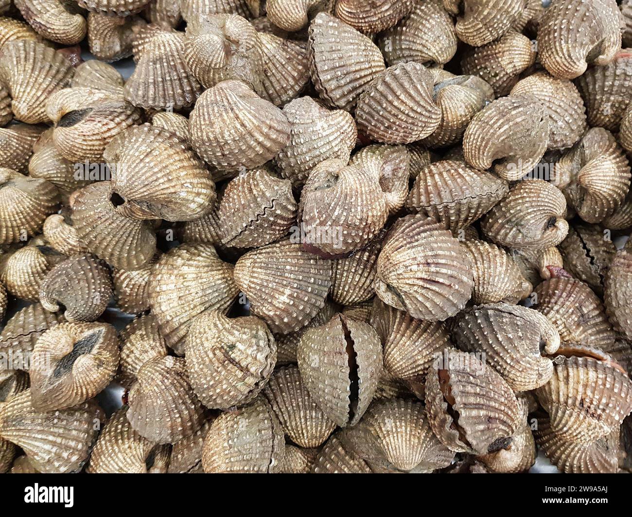 Many fresh cockles or blood clam background in fresh market Stock Photo ...
