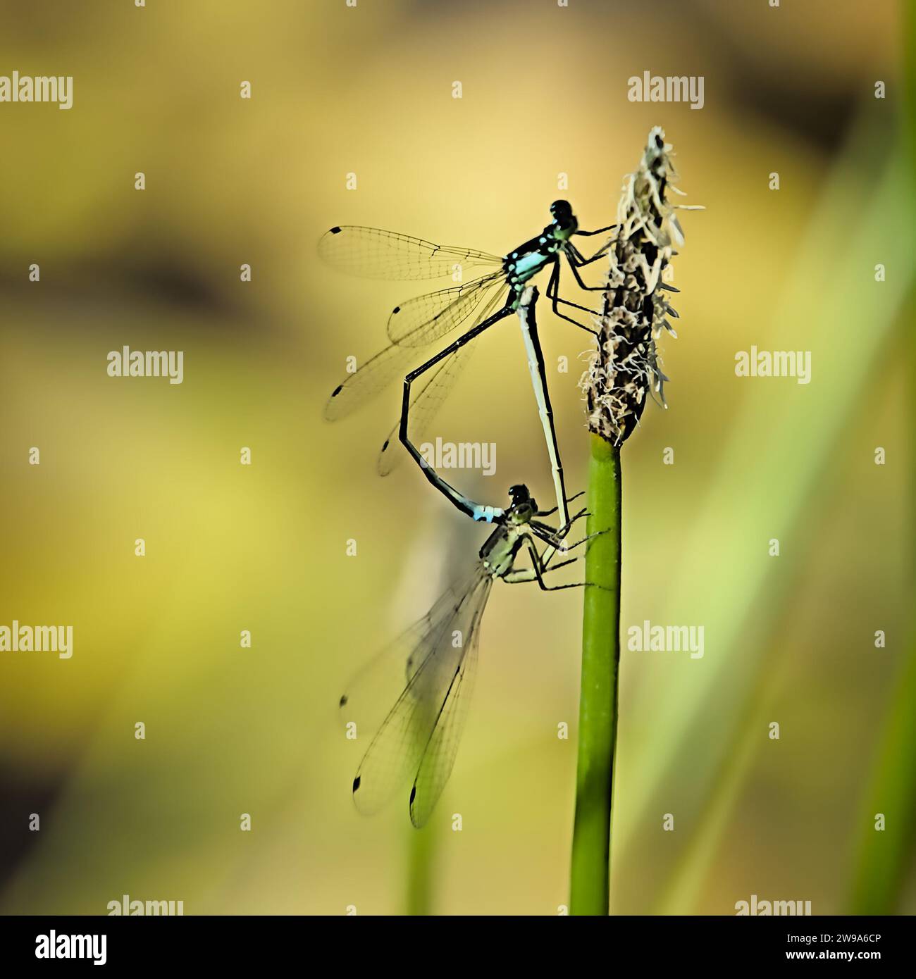 Dragonfly standing hi-res stock photography and images - Alamy