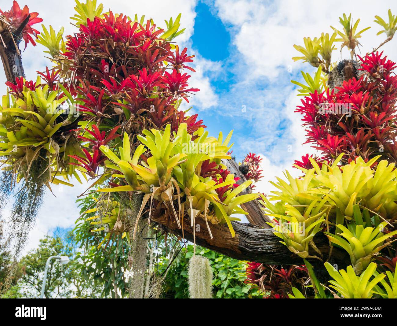 colorful of bromeliad garden and blue sky Stock Photo - Alamy