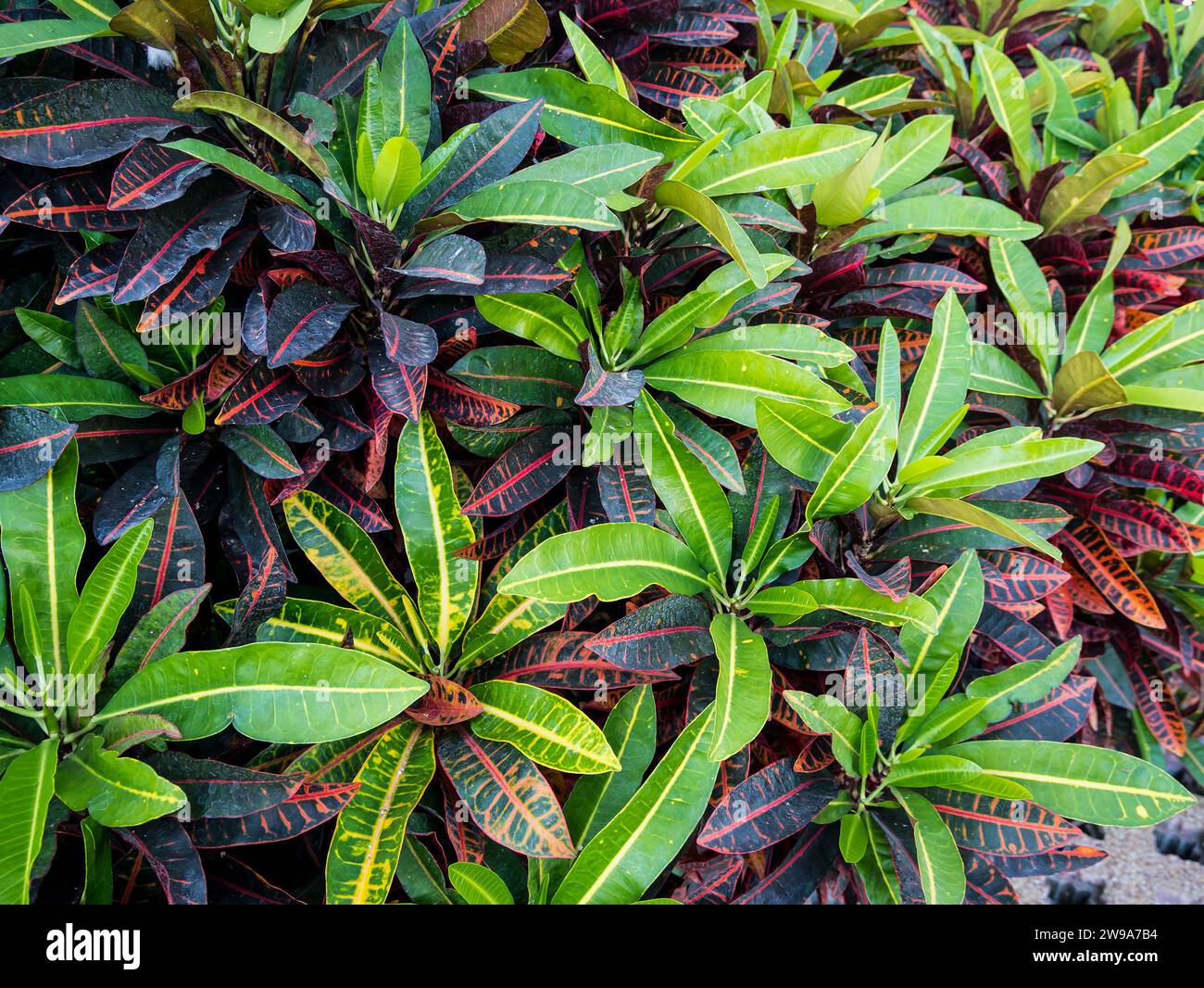 Colorful Croton Leaves for Background Stock Photo - Alamy