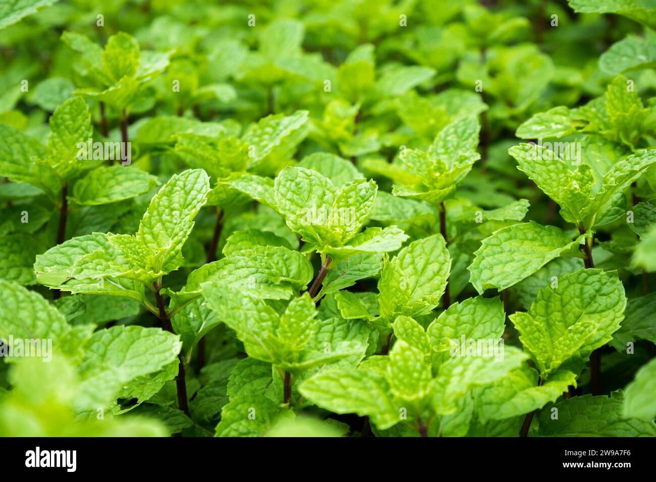 close up mint leaves plant grow in organic vegetable garden Stock Photo ...