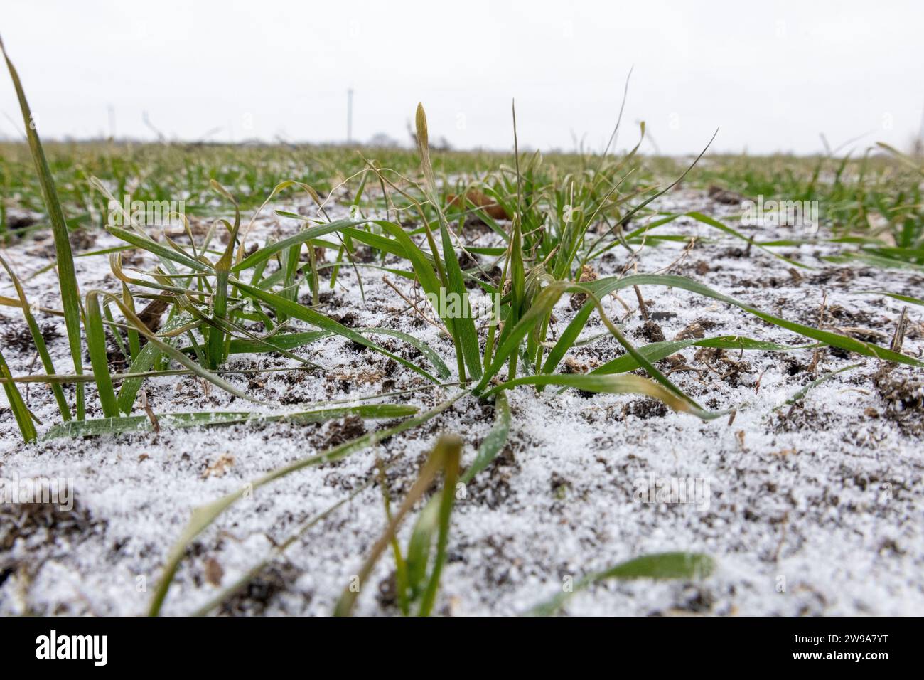 A snowy field of winter wheat Stock Photo - Alamy