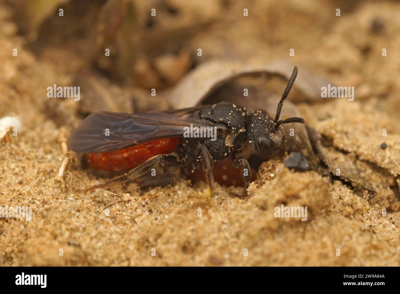 Giant blood bee hi-res stock photography and images - Alamy