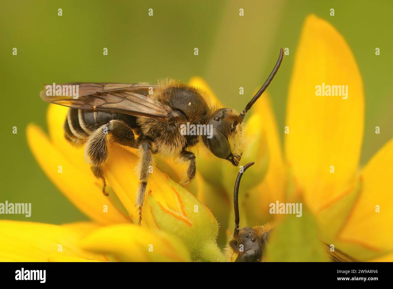Natural closeup of a male yellow loosestrife bee, Macropis europaea on ...